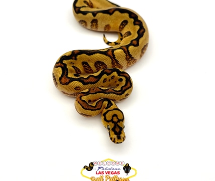 PowerBall Yellow Belly Clown Pos Red Stripe Ball Python by Las Vegas ...