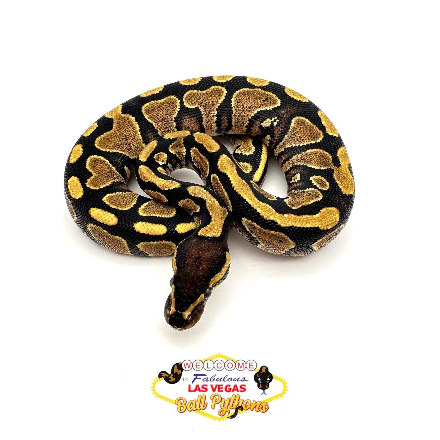 Yellow Belly Het Desert Ghost Ball Python by Las Vegas Ball Pythons ...