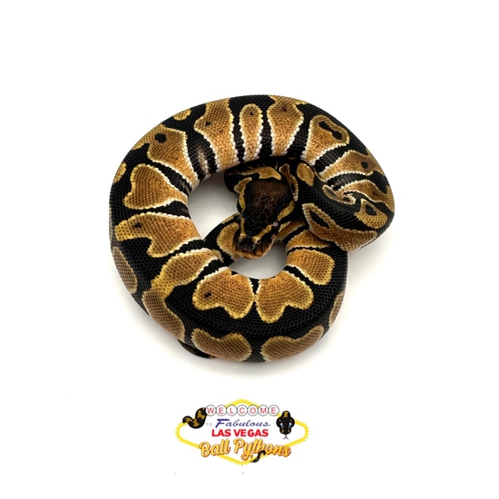 Orange Dream Het Desert Ghost Ball Python by Las Vegas Ball Pythons