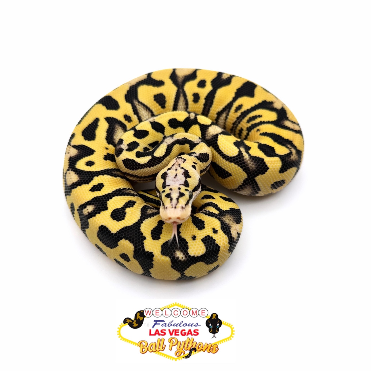 Pastel Desert Ghost Crypton Ball Python by Las Vegas Ball Pythons ...