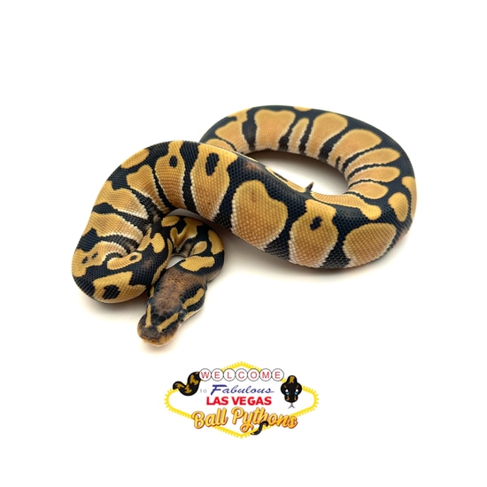 Orange Dream Desert Ghost Ball Python by Las Vegas Ball Pythons