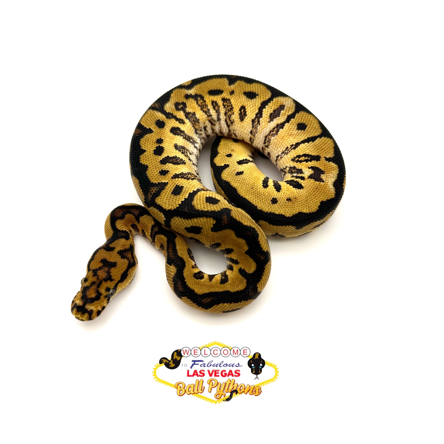 Spotnose Clown Pos Red Stripe Or Yellow Belly Ball Python by Las Vegas ...