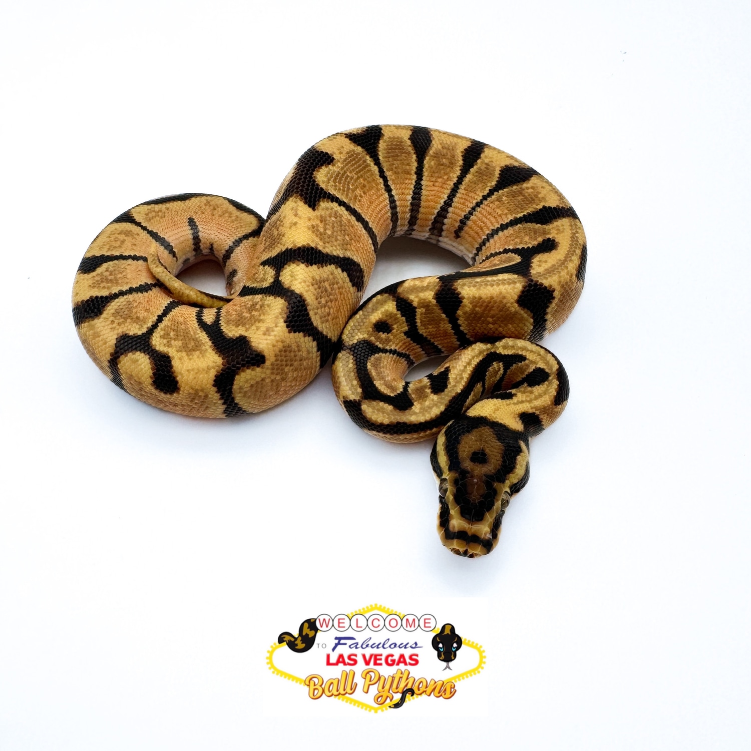 Orange Dream Enchi Spotnose Het Clown 50% Het Desert Ghost Ball Python ...