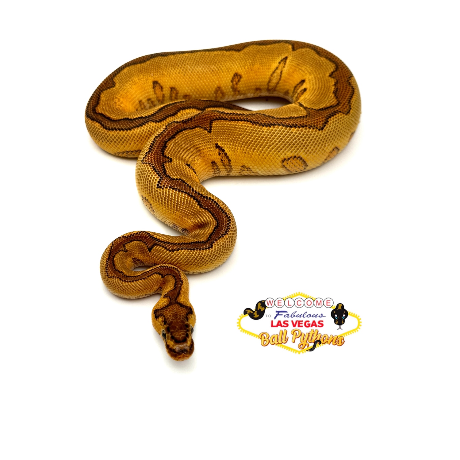 Enchi Red Stripe Yellow Belly Clown Ball Python by Las Vegas Ball ...