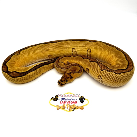 Enchi Yellow Belly Clown Ball Python by Las Vegas Ball Pythons