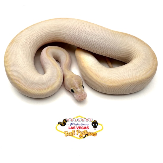 Ivory Het Clown 50% Het Desert Ghost Pos Red Stripe Enchi Spotnose ...