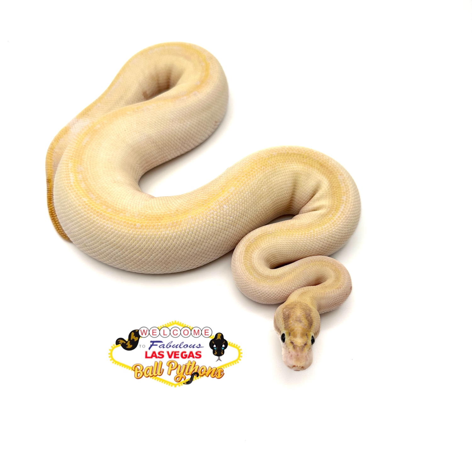 Ivory Het Clown Pos Red Stripe Spotnose Enchi Orange Dream 50% Het ...
