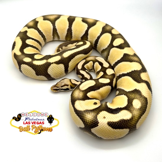 Pastel Orange Dream Desert Ghost Ball Python by Las Vegas Ball Pythons