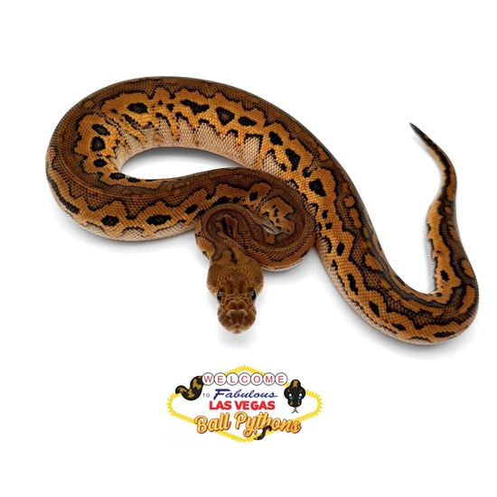 Black Pastel Red Stripe Clown Ball Python by Las Vegas Ball Pythons