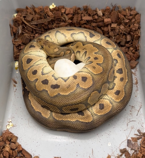 Black Pastel Clown Proven Breeder Ball Python by Las Vegas Ball Pythons