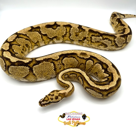 Fire Spotnose Red Stripe Yellow Belly Het Clown Ball Python by Las ...