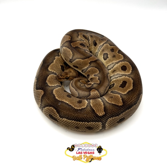 30 Day Payment Plan Just 25% Down Female Adult Clown Ball Python by Las ...