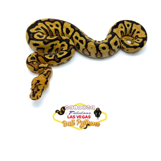 Fire Spotnose Yellow Belly Clown Ball Python by Las Vegas Ball Pythons