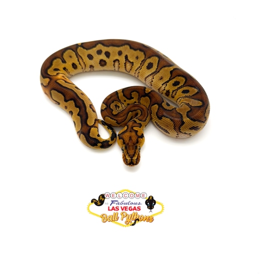 Hurricane Enchi Clown Ball Python by Las Vegas Ball Pythons