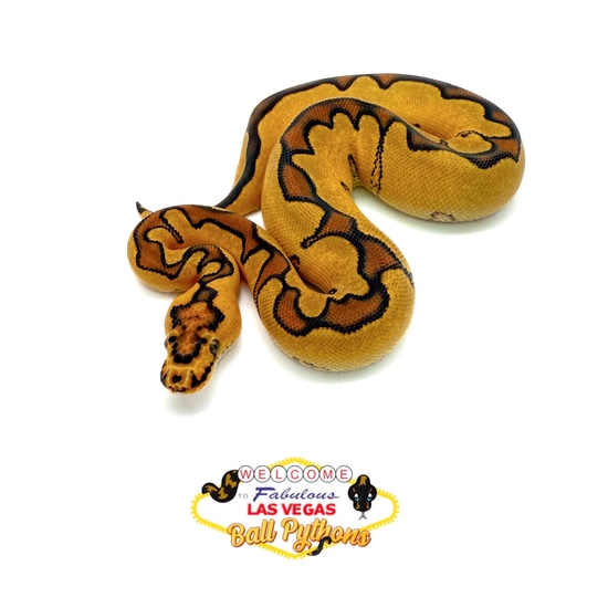 Enchi Orange Dream Yellow Belly Clown Prob Hurricane Ball Python by Las ...