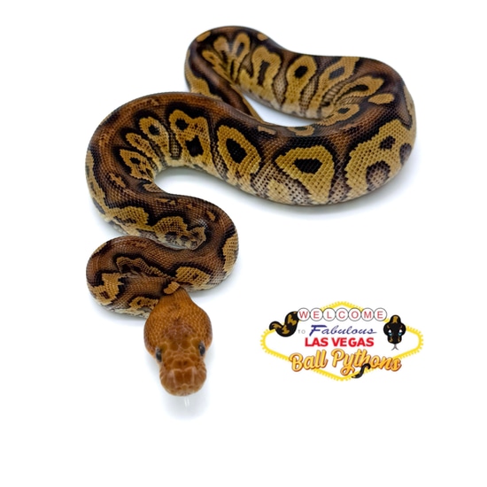Mahogany Clown Double Het Hypo Desert Ghost Ball Python by Las Vegas ...