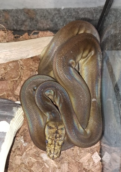 Motley Golden Retic Reticulated Python by Retic love