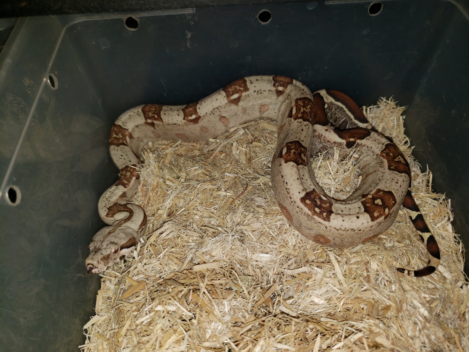 VPI- T Pos Boa Constrictor by My Awesome Reptiles - MorphMarket