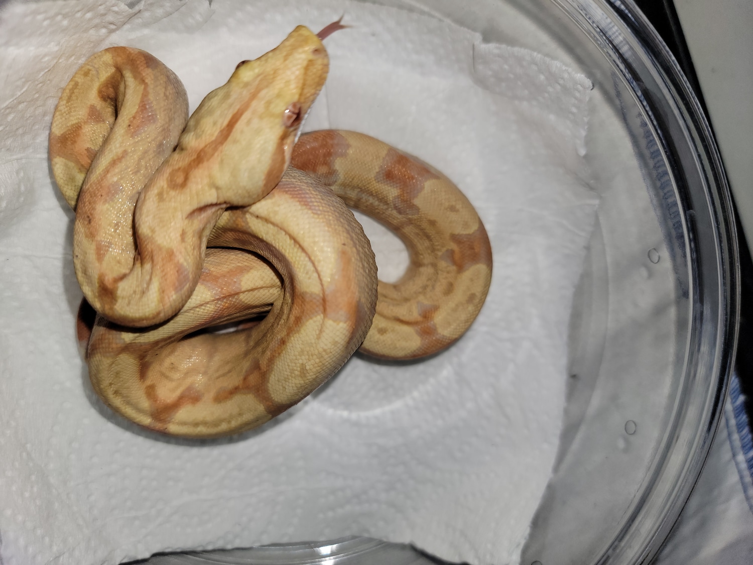 Sunglow IMG 100%het Anery/ghost Boa Constrictor by My Awesome Reptiles ...