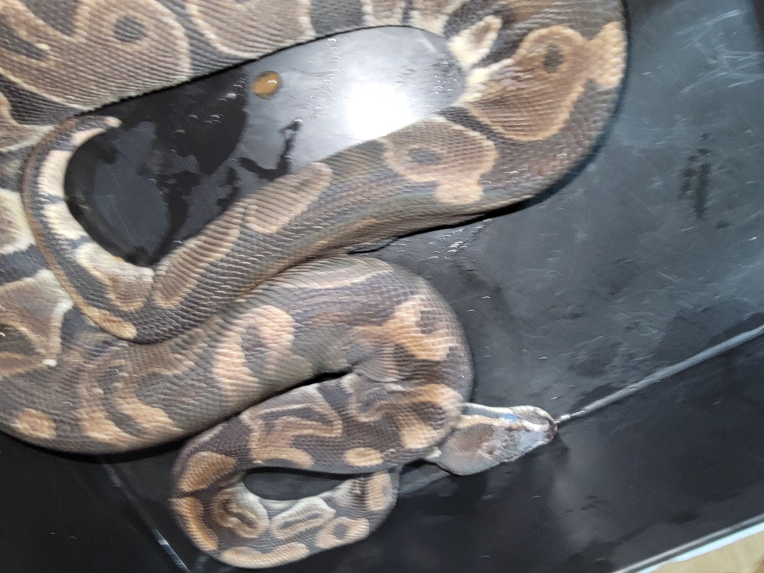 Vpi Axanthic Scaless Head Poss Het Pied Ball Python by My Awesome ...