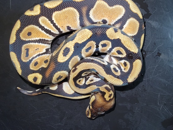 Cypress Orange Dream Ball Python by My Awesome Reptiles