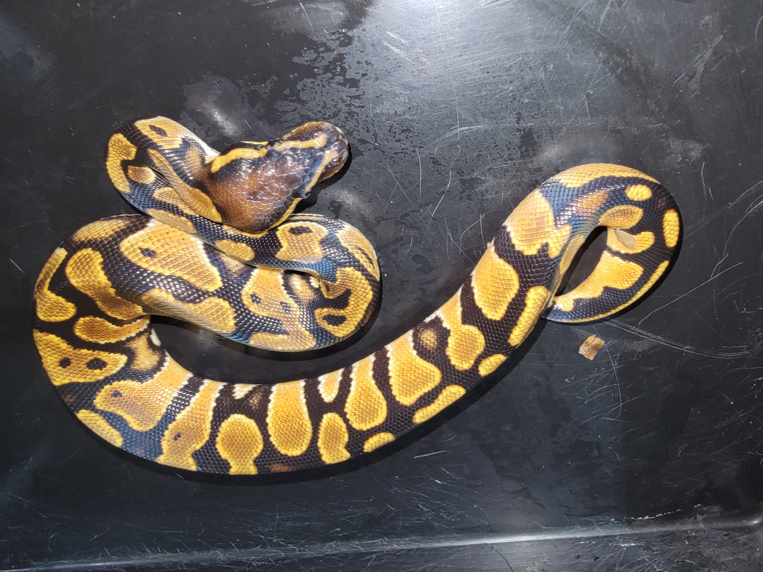 High Intensity Orange Dream Ball Python by My Awesome Reptiles ...