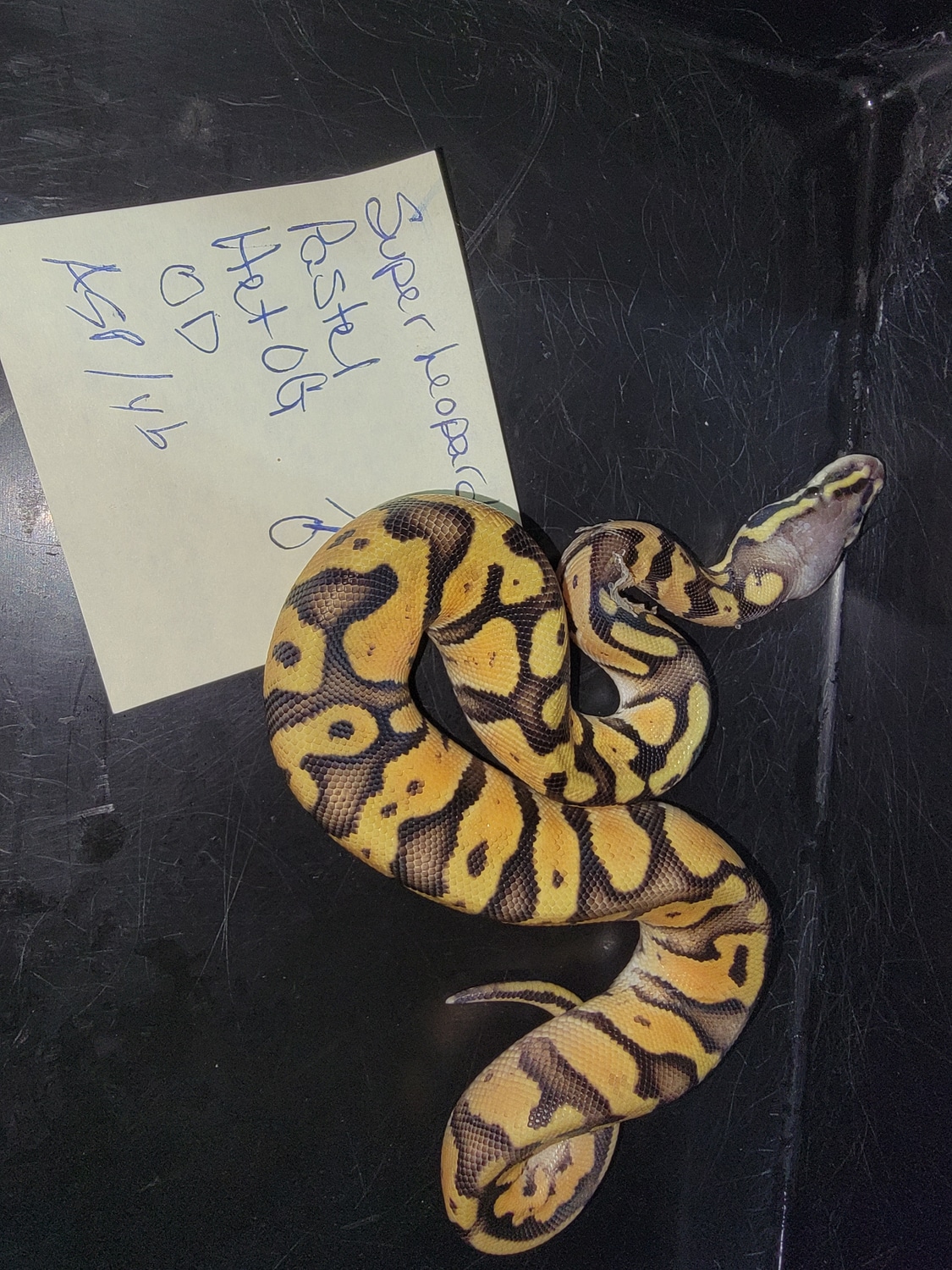 Super Leopard Orange Dream Pastel Asphalt Or Yellowbelly 100 Het Orange ...