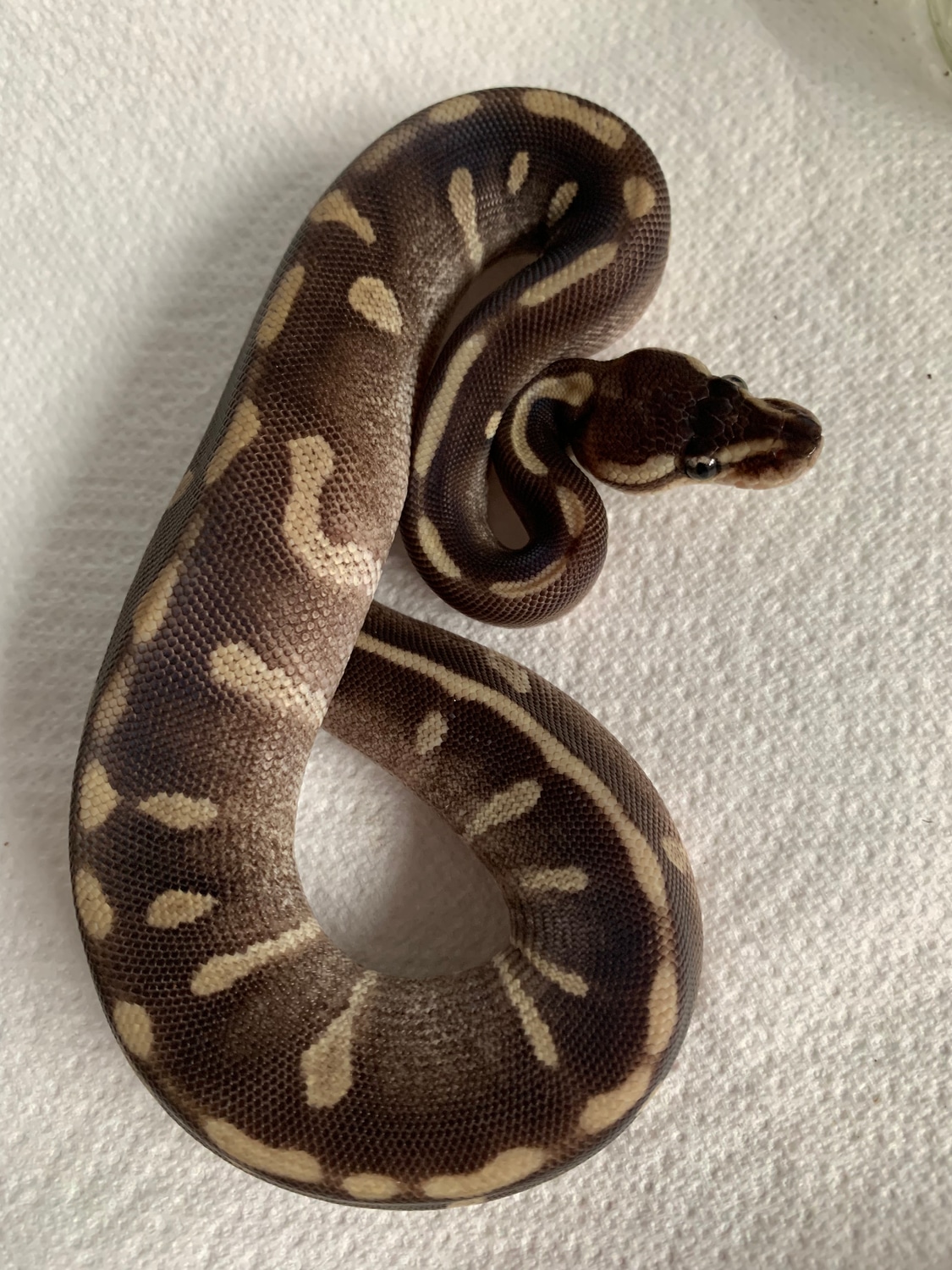 Super Chocolate Mojave Enchi Poss Het Pied Ball Python by Laura’s royals - MorphMarket