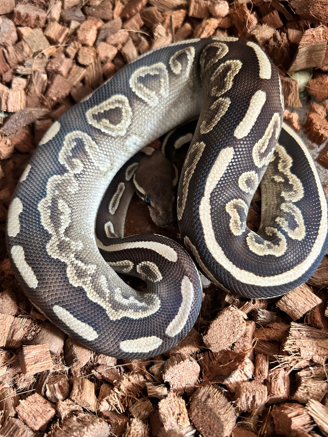 *48hr Price*chocolate Mojave Poss Het Pied Ball Python by Laura’s royals - MorphMarket