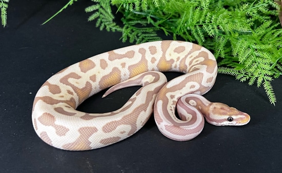 Banana Leopard Spotnose Ball Python by Southern Scales Exotics
