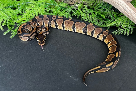 Jolliff Tiger 100% DH Albino Pied *FREE SHIPPING* Ball Python by Southern Scales Exotics