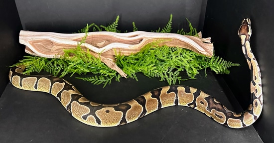 Enchi *FREE SHIPPING* Ball Python by Southern Scales Exotics