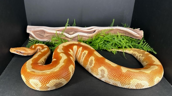Albino T+ *SHIPPING INCLUDED* Blood Python by Southern Scales Exotics