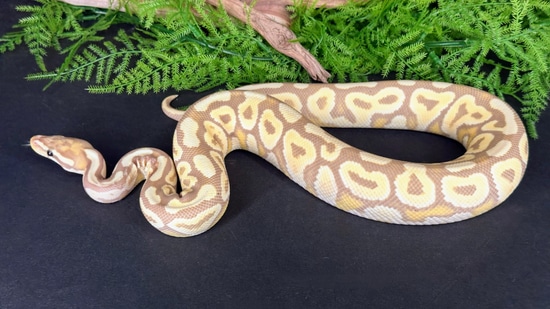 Banana Mojave Spotnose *FREE SHIPPING* Ball Python by Southern Scales ...