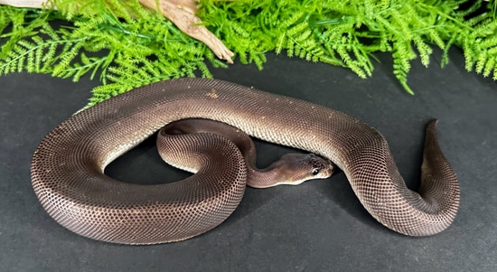 Cinnamon Black Pastel *SHIPPING INCLUDED* Ball Python by Southern ...