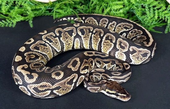Special Cafe *SHIPPING INCLUDED* Ball Python by Southern Scales Exotics