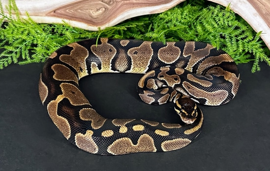Jolliff Tiger DH Albino Pied Ball Python by Southern Scales Exotics