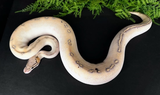 GHI Highway Paradox **NO RESERVE** Ball Python by Southern Scales Exotics