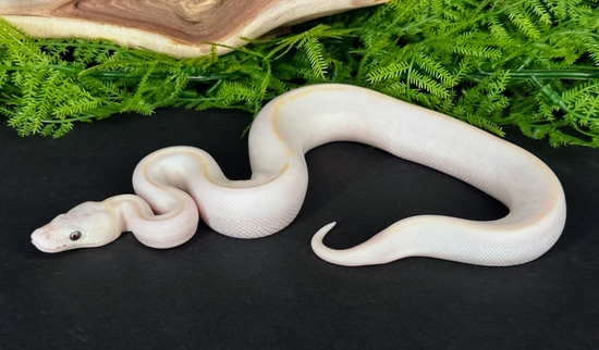 BEL Bamboo Lesser Possible Banana *SHIPPING INCLUDED* Ball Python by Southern Scales Exotics