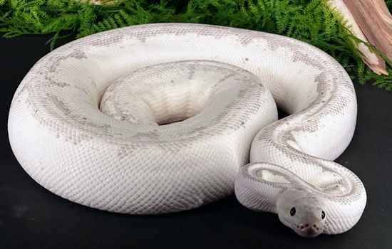 PROVEN Bamboo Sterling Bee *NO RESERVE* Ball Python by Southern Scales ...