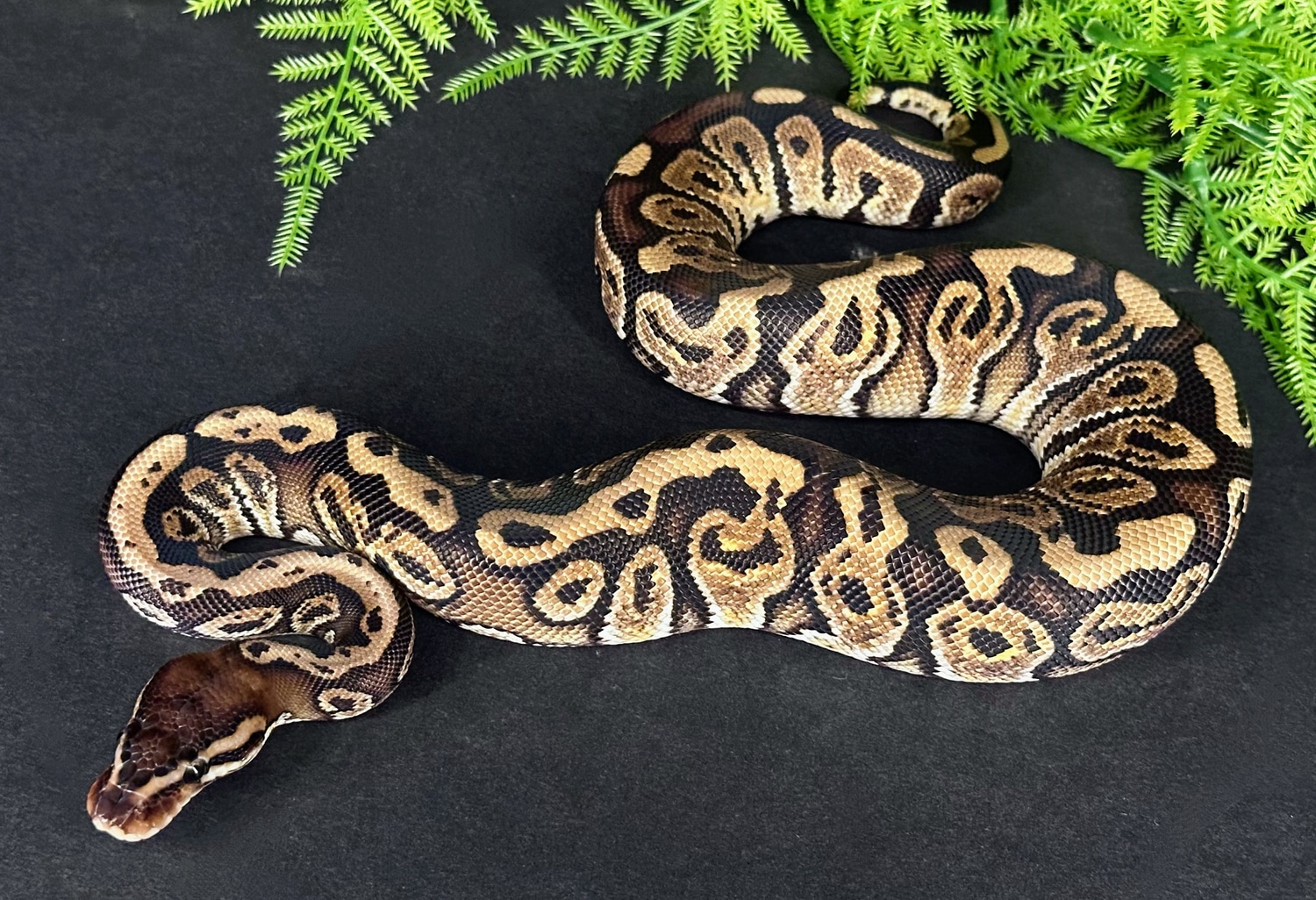 Southern Scales Exotics's Collection - MorphMarket
