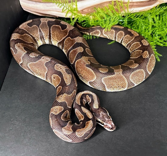 PROVEN Enchi Microscale Ball Python by Southern Scales Exotics