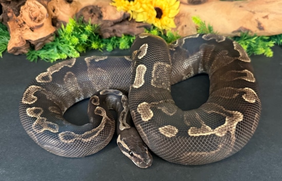 Super GHI **NO RESERVE** Ball Python by Southern Scales Exotics