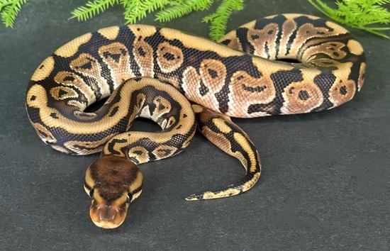 Hidden Gene Woma Ball Python by Southern Scales Exotics