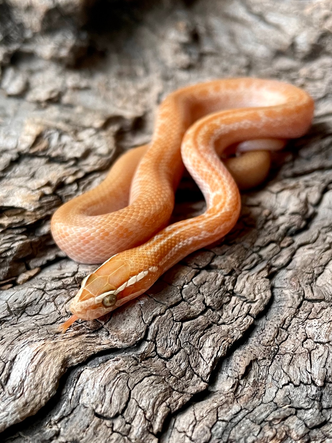 T+ Albino & 100% Het T-, 50% Het Hypo House Snake by Laurelborn ...