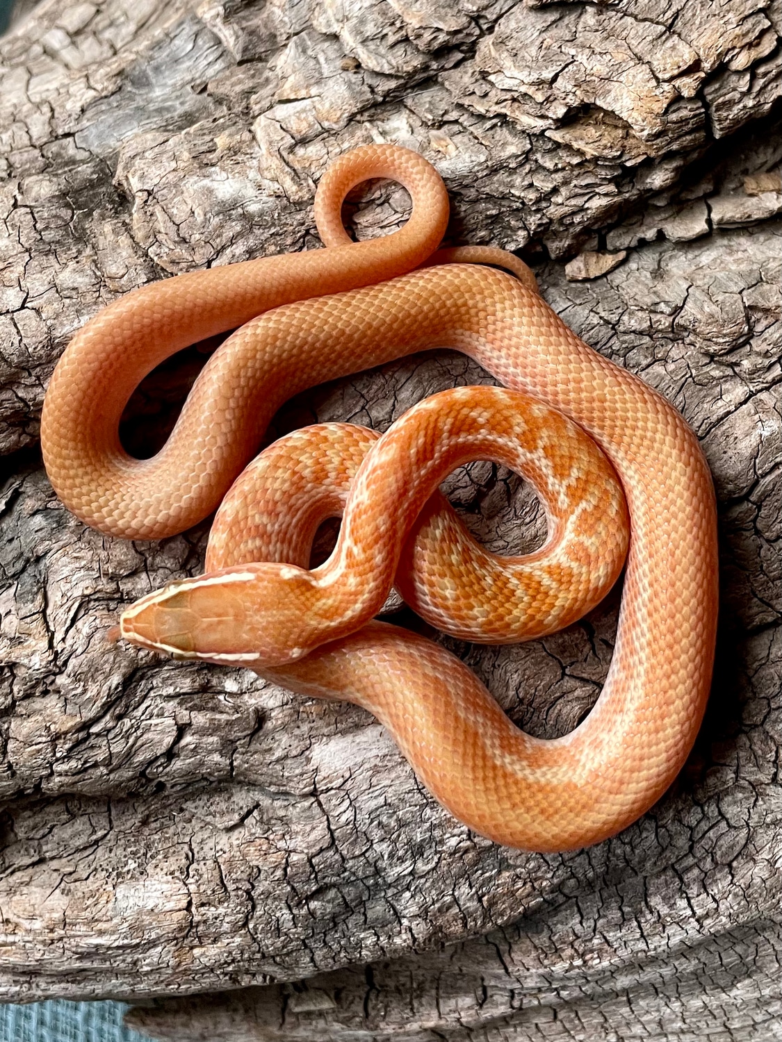 T+ Albino, 100% Het T-, 50% Het Hypo House Snake by Laurelborn ...
