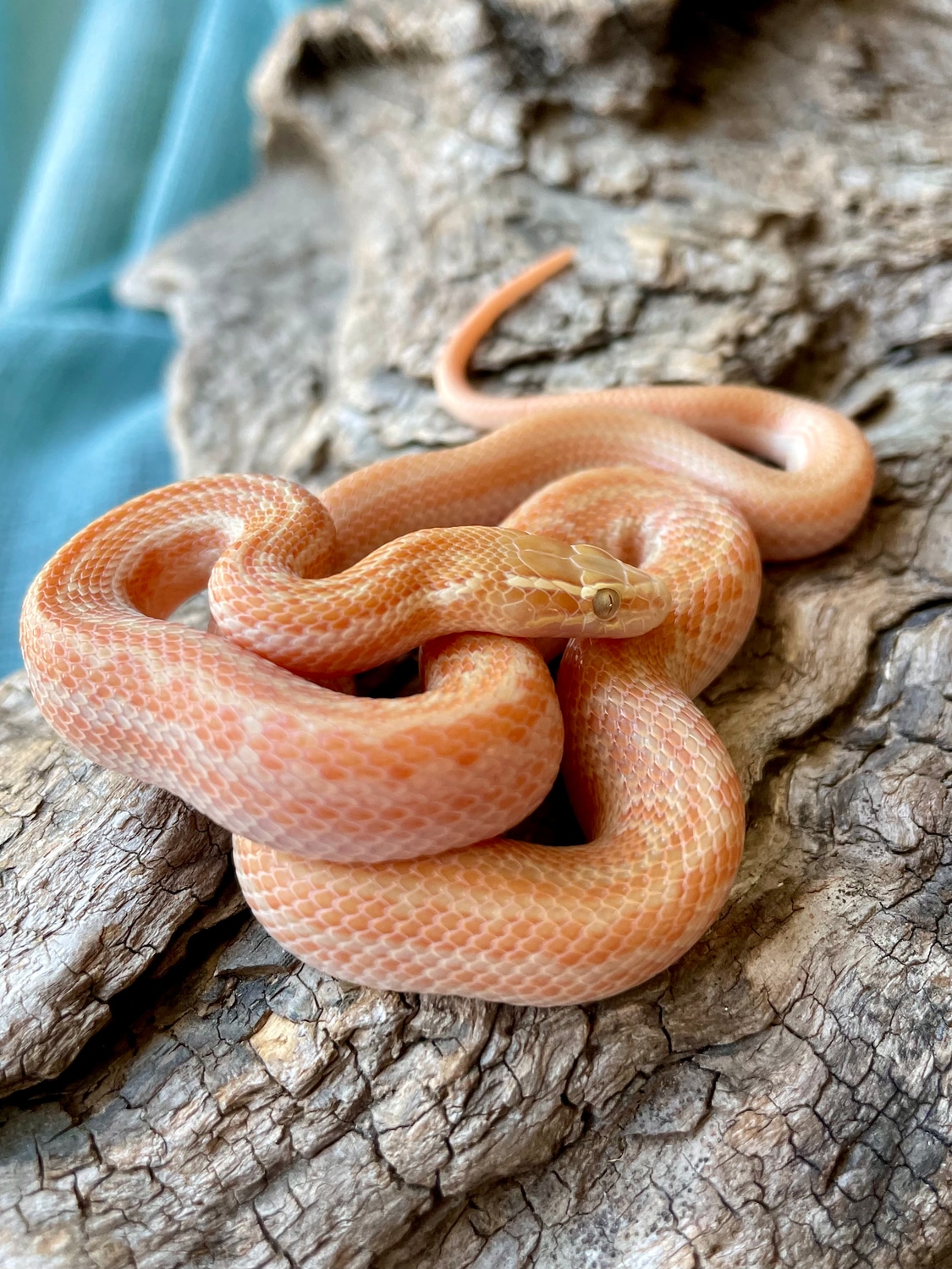 T- Albino & 100% Het T+, 50% Het Hypo House Snake by Laurelborn ...