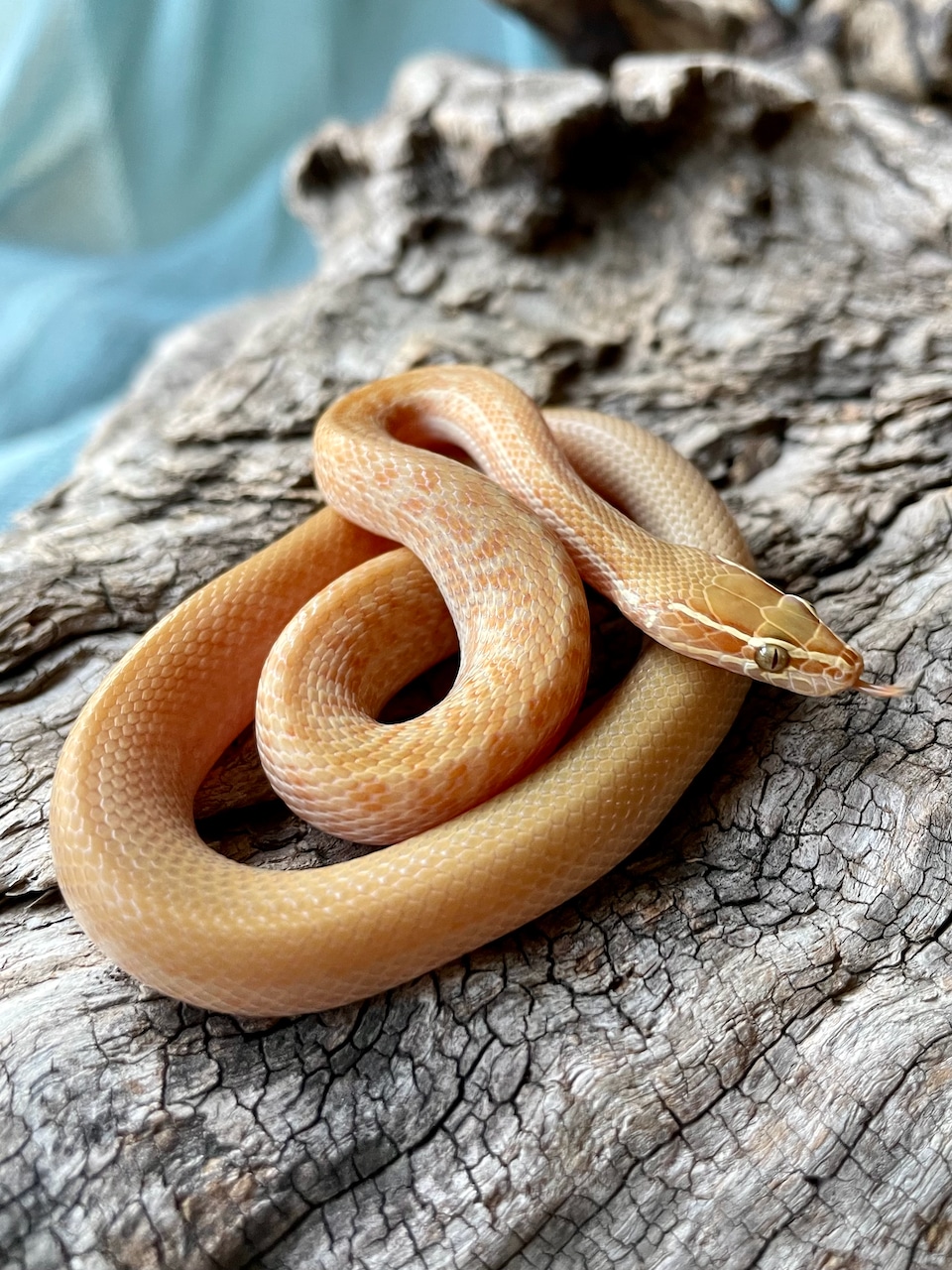 T+ Albino, 100% Het T-, 50% Het Hypo House Snake by Laurelborn ...