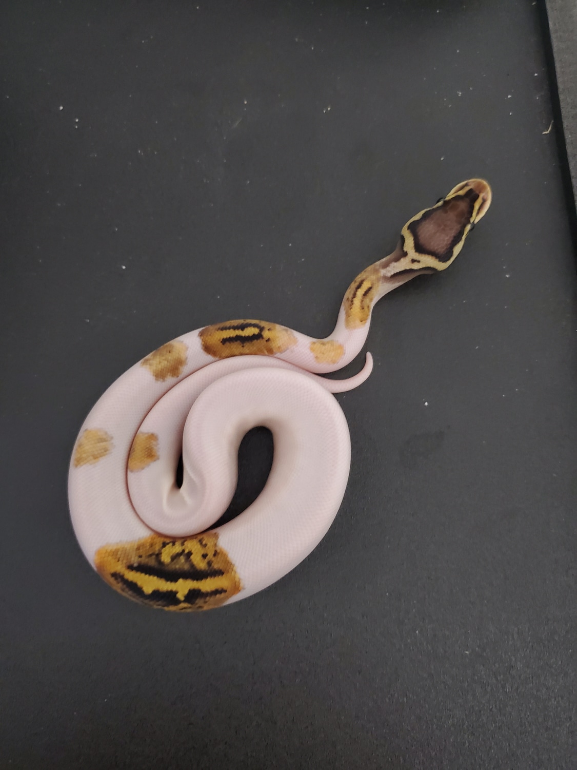 Pastel Piebald Ball Python by Lakeside Ball Pythons - MorphMarket