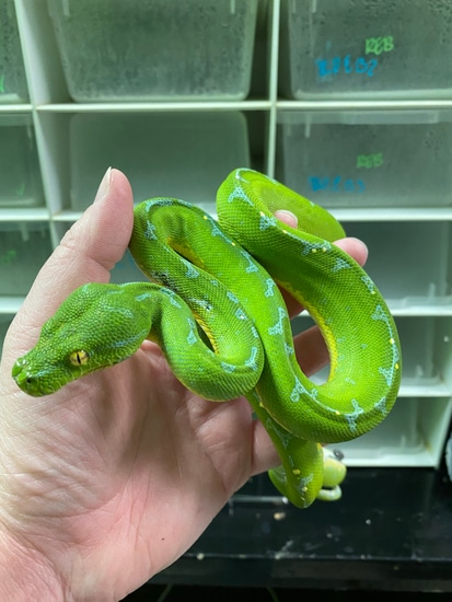 Sorong Green Tree Python by Reptile Pets Direct